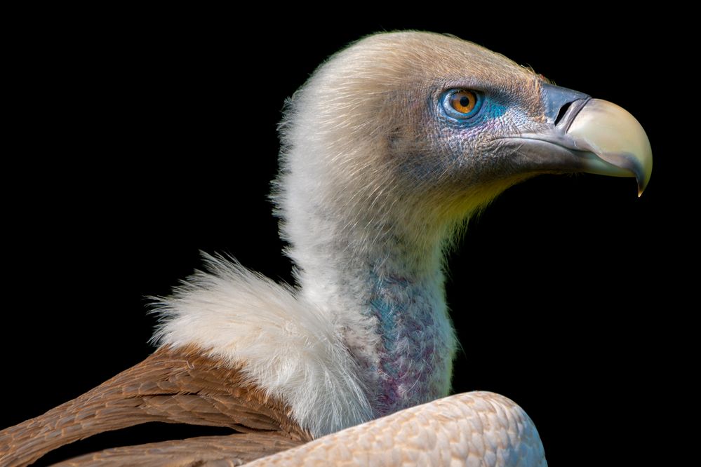 Geier Foto & Bild | tiere, wildlife, zoo, wildpark & falknerei Bilder ...