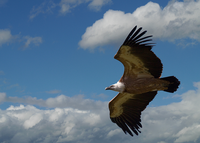 Geier Foto & Bild | tiere, zoo, wildpark & falknerei, natur Bilder auf ...