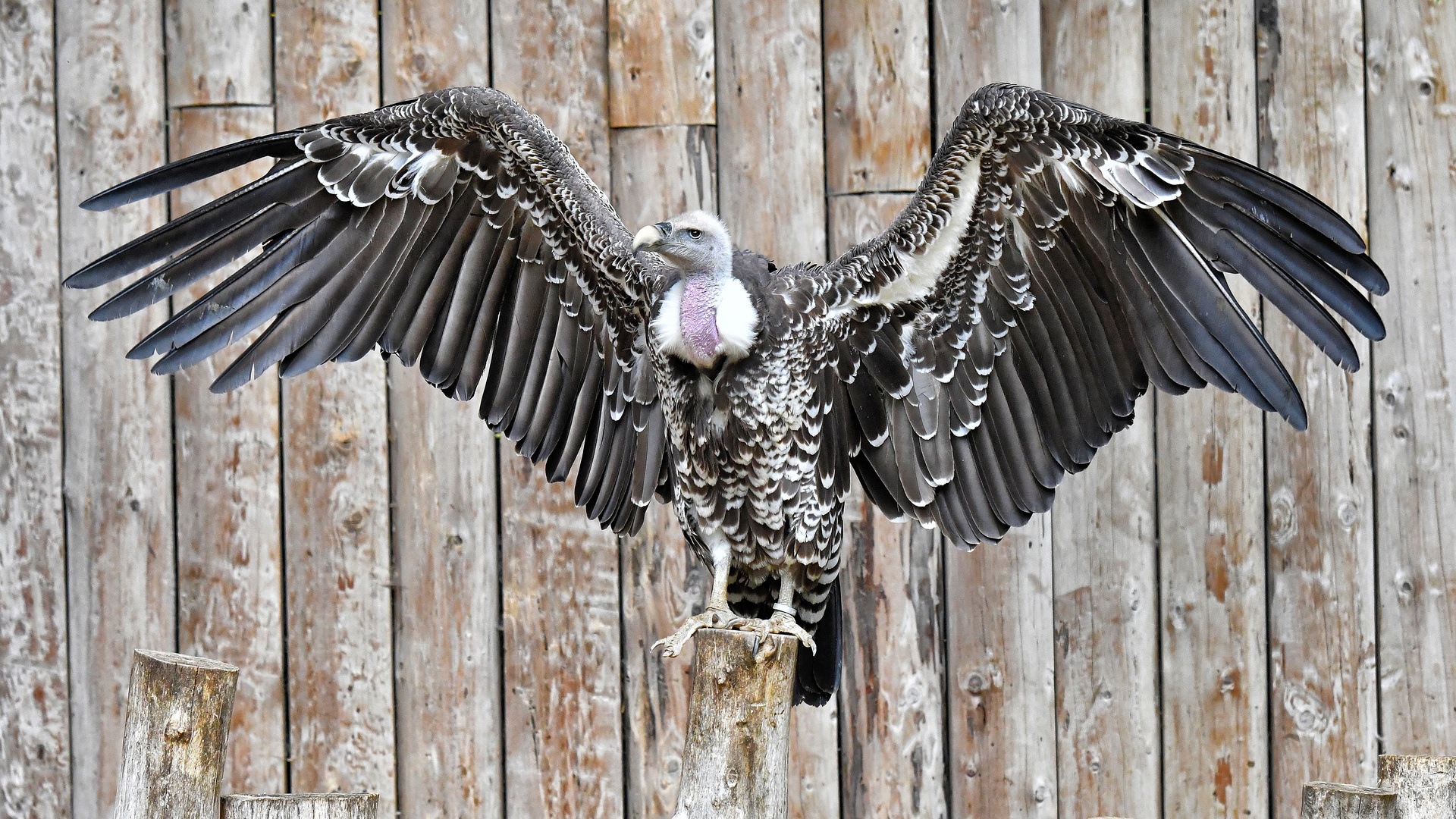 Geier Foto & Bild | tiere, zoo, wildpark & falknerei, vogel Bilder auf ...