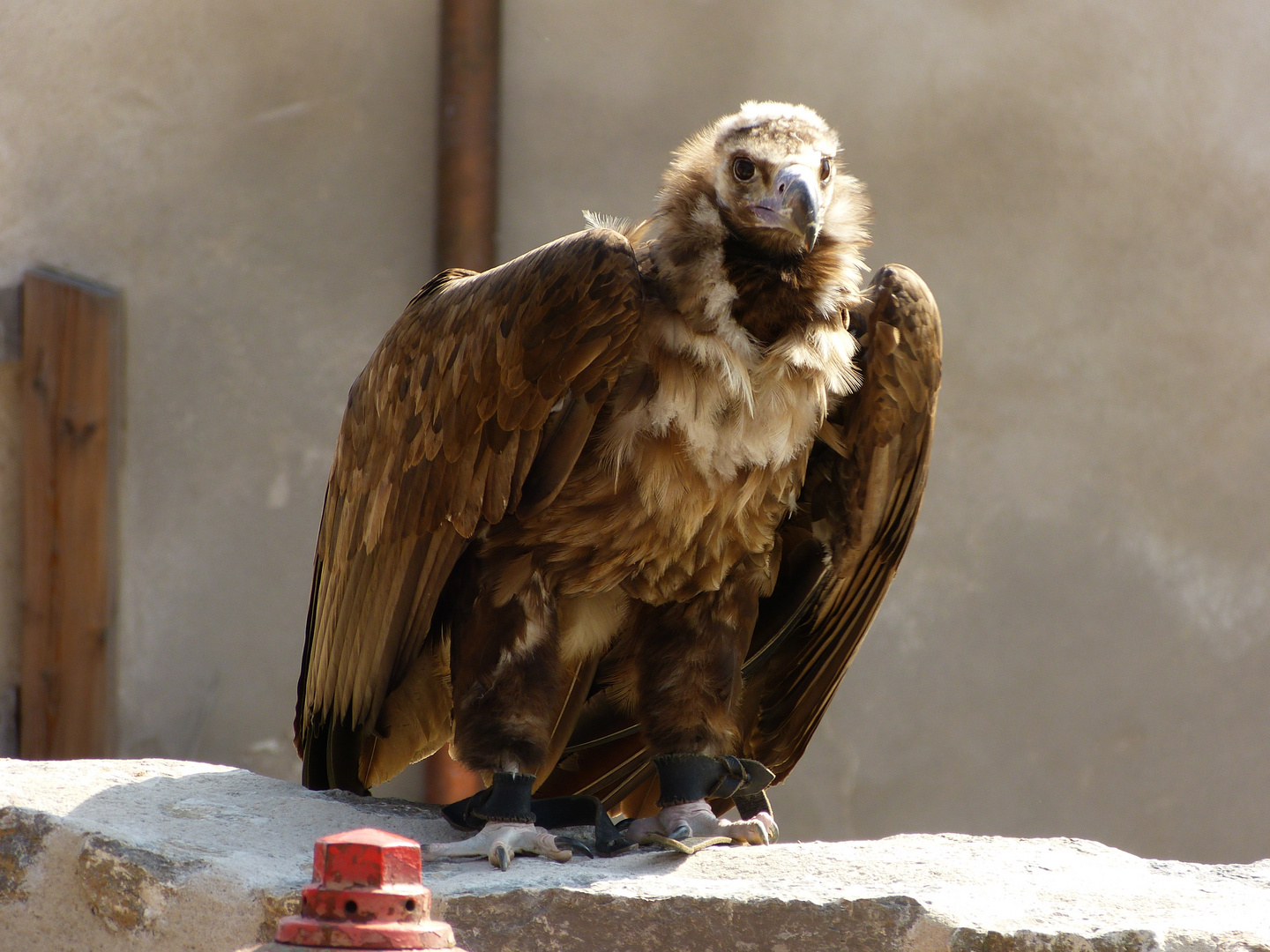 Geier Foto & Bild | tiere, zoo, wildpark & falknerei, vögel Bilder auf ...