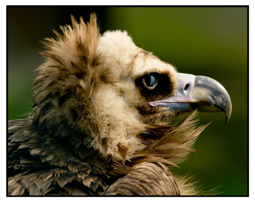 Geier Foto & Bild | tiere, zoo, wildpark & falknerei, vögel Bilder auf ...