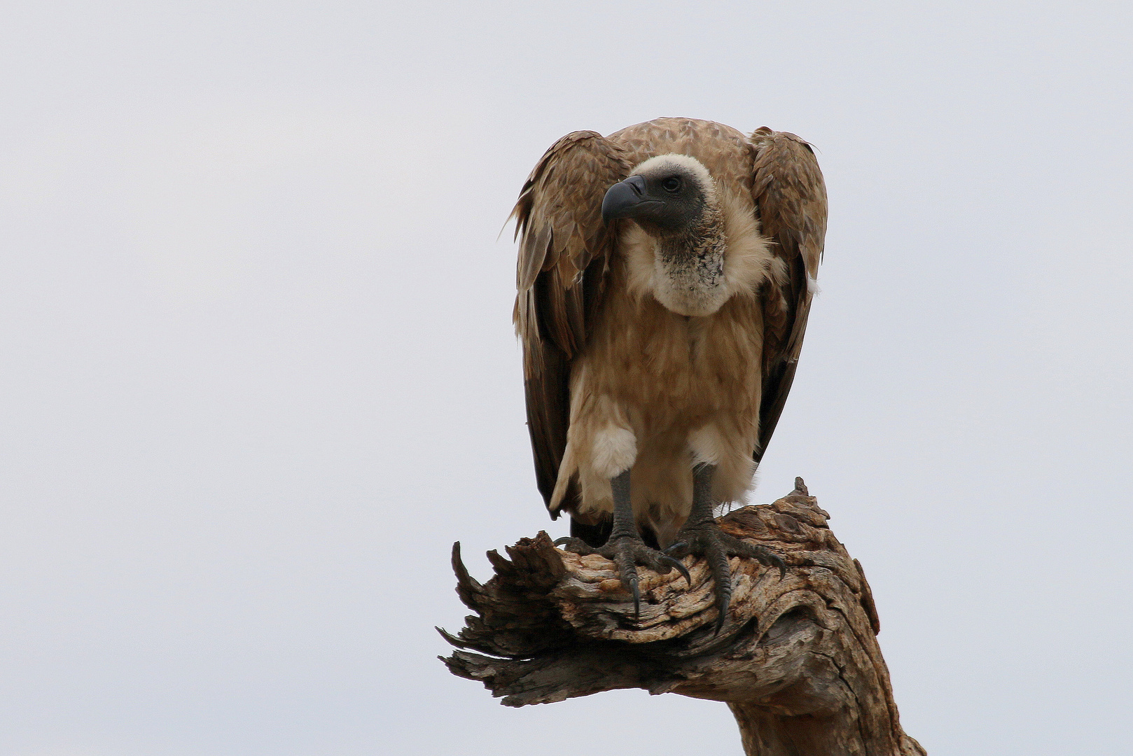 Geier Foto & Bild | africa, southern africa, tiere Bilder auf fotocommunity
