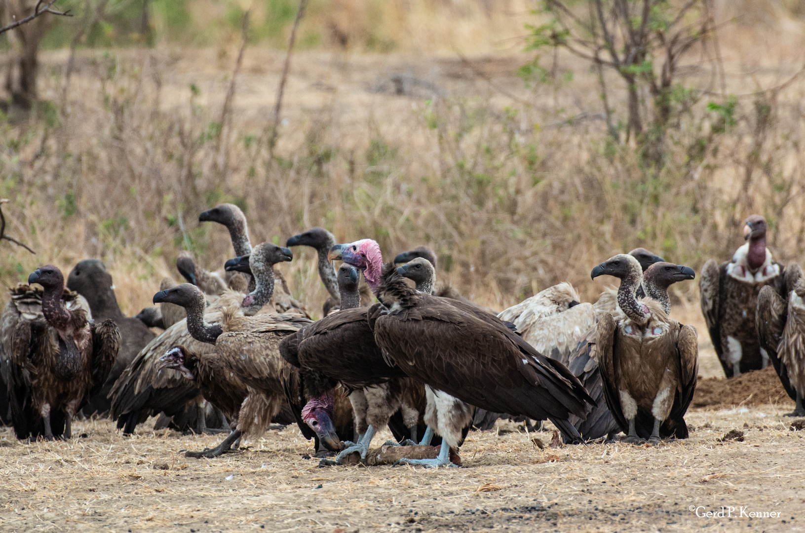 Geier beim Lunch Foto & Bild | africa, eastern africa, tiere Bilder auf ...