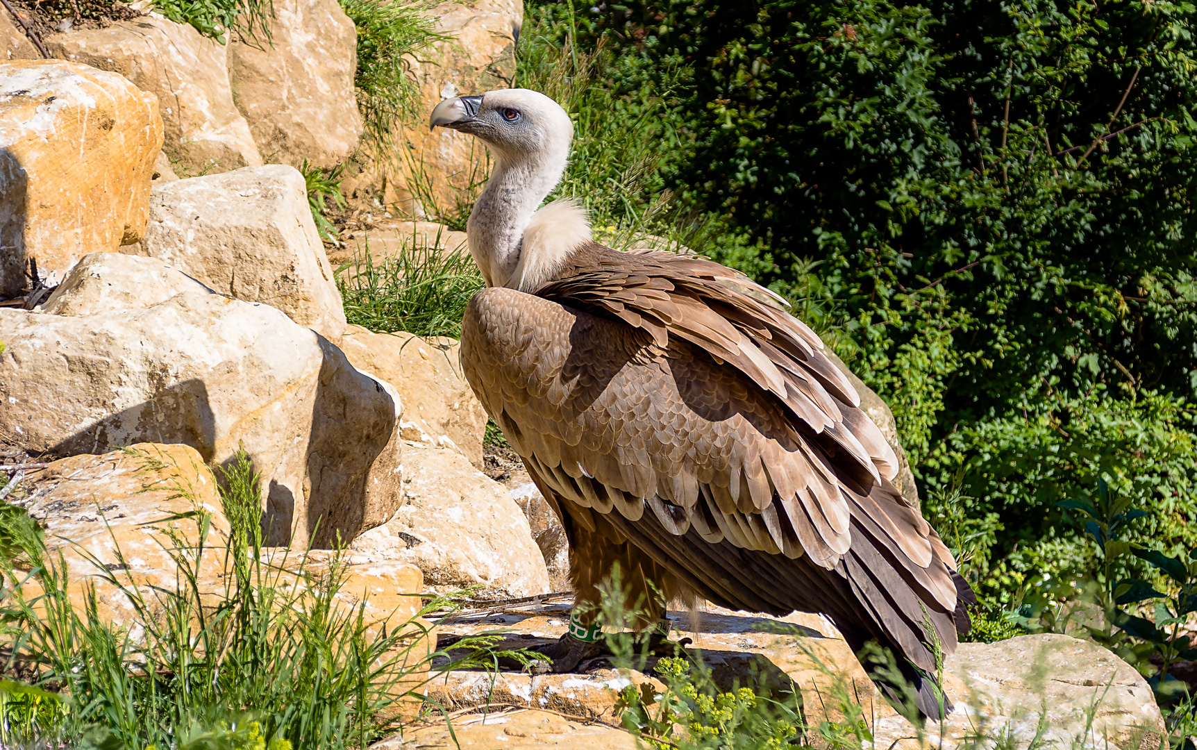 Geier Foto & Bild | tiere, zoo, wildpark & falknerei, vögel Bilder auf ...