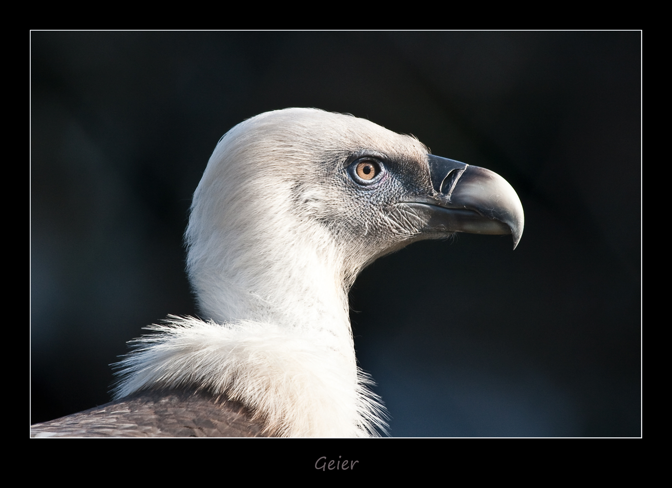 Geier Foto & Bild | tiere, zoo, wildpark & falknerei, vögel Bilder auf ...