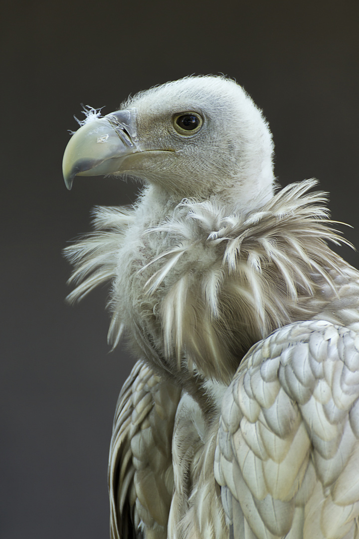 Geier Foto & Bild | tiere, zoo, wildpark & falknerei, vögel Bilder auf ...