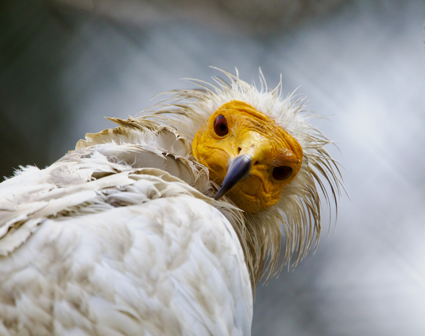 Geier Foto & Bild | tiere, wildlife, wild lebende vögel Bilder auf ...