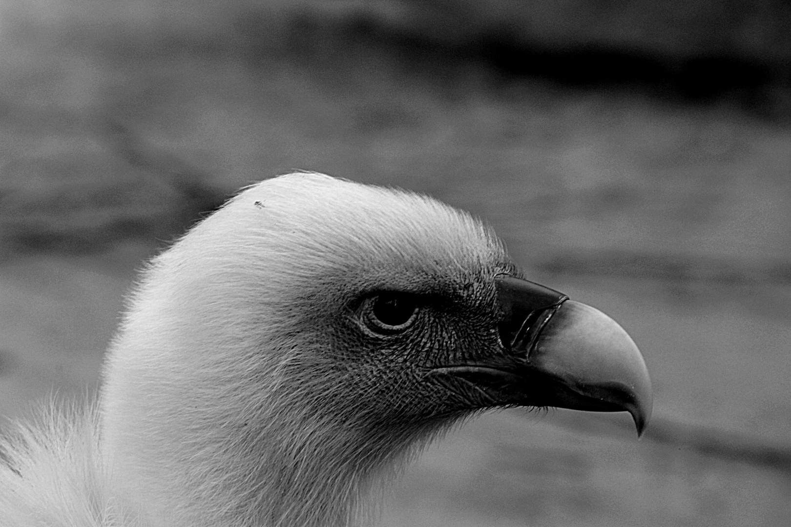 Geier Foto & Bild | tiere, tierdetails, natur Bilder auf fotocommunity