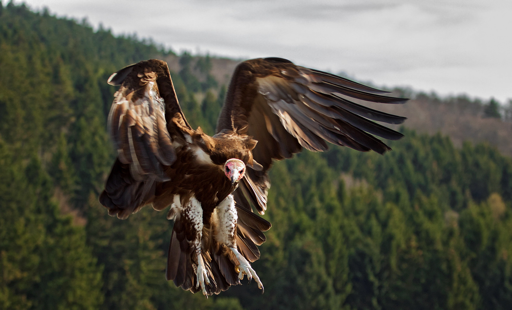 Geier Foto & Bild | jahreszeiten, frühling, wald Bilder auf fotocommunity