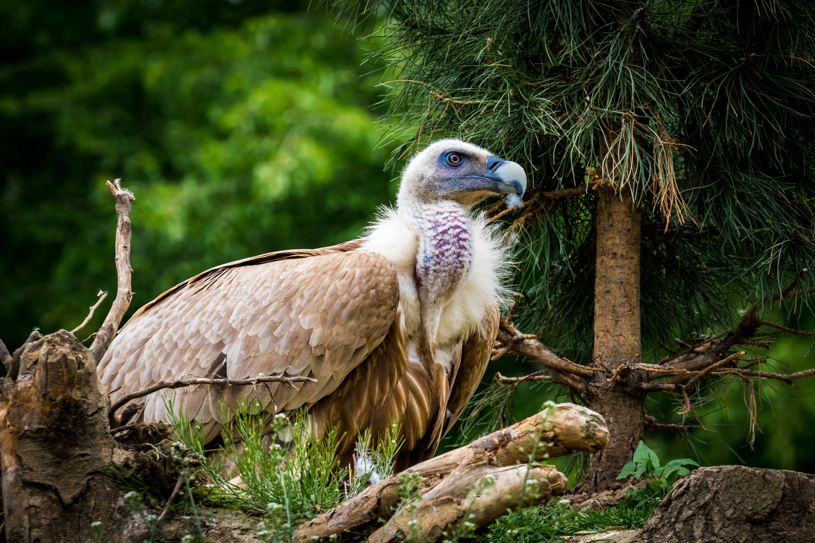 Geier Foto & Bild | tiere, wildlife, wildlife: sonstige tiere Bilder ...