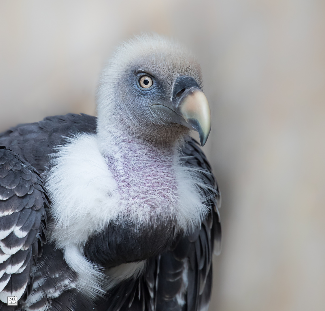 Geier Foto & Bild | tiere, wildlife, wild lebende vögel Bilder auf ...