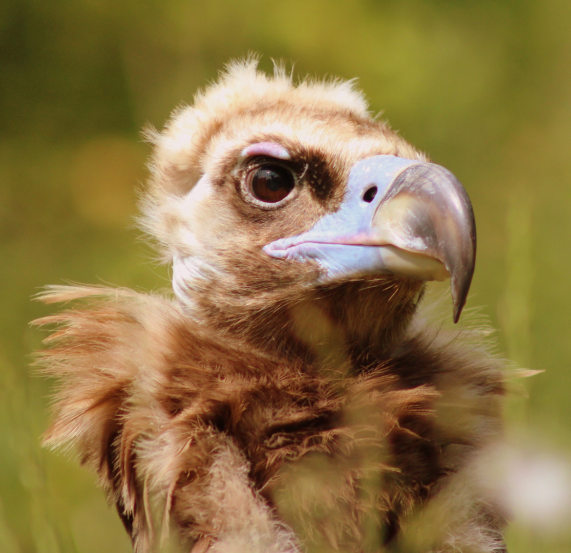 Geier Foto & Bild | tiere, zoo, wildpark & falknerei, geier Bilder auf ...