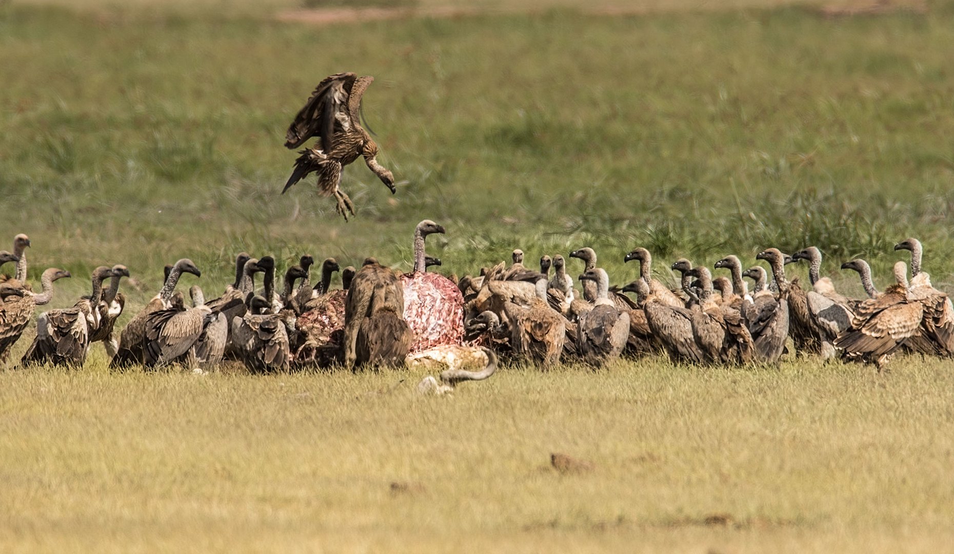 Geier Foto & Bild | tiere, wildlife, wild lebende vögel Bilder auf ...