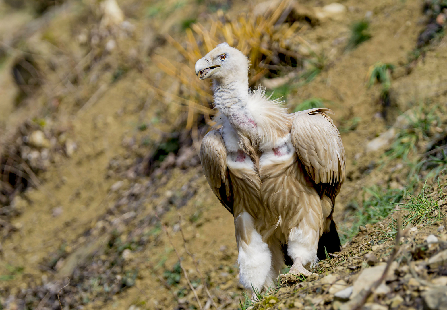 Geier Foto & Bild | natur, tiere, zoo, wildpark & falknerei Bilder auf ...