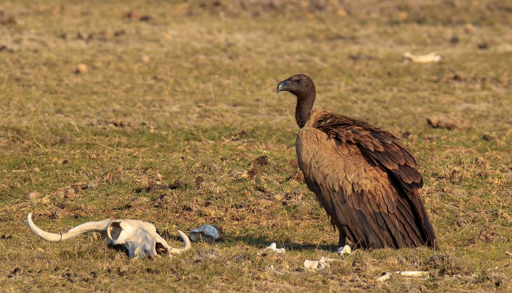 Geier Foto & Bild | tiere, wildlife, wild lebende vögel Bilder auf ...