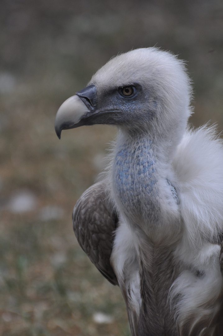 Geier Foto & Bild | tiere, zoo, wildpark & falknerei, vögel Bilder auf ...