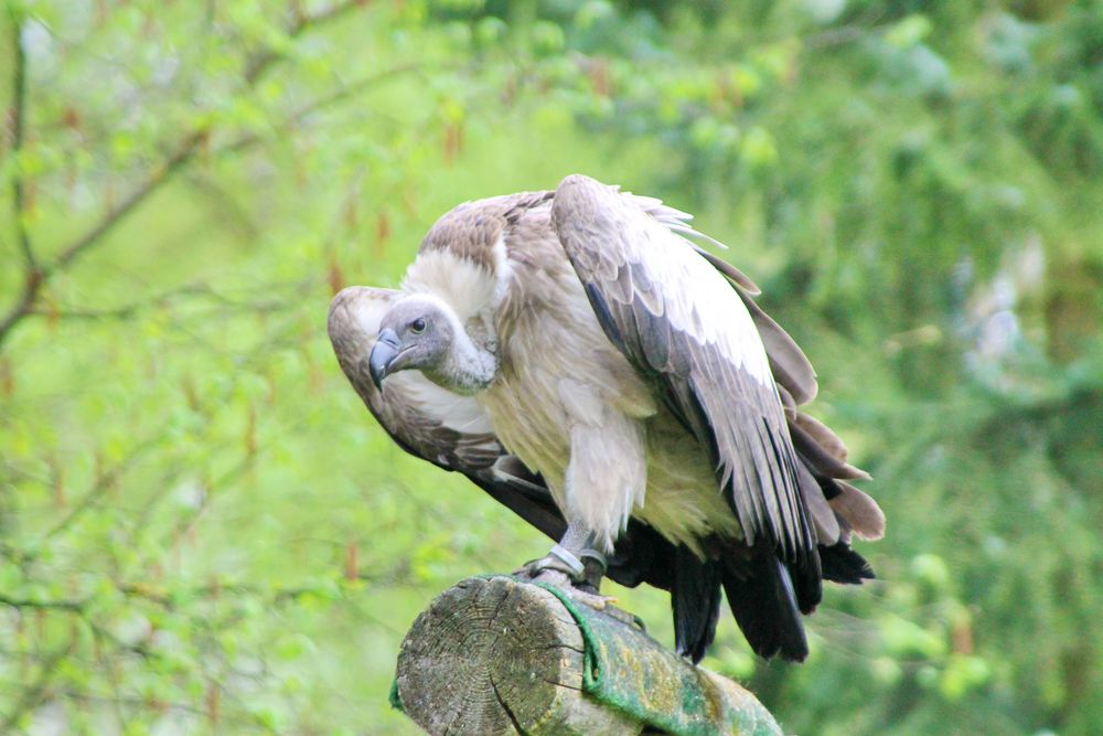 Geier Foto & Bild | natur, zoo, tiere Bilder auf fotocommunity