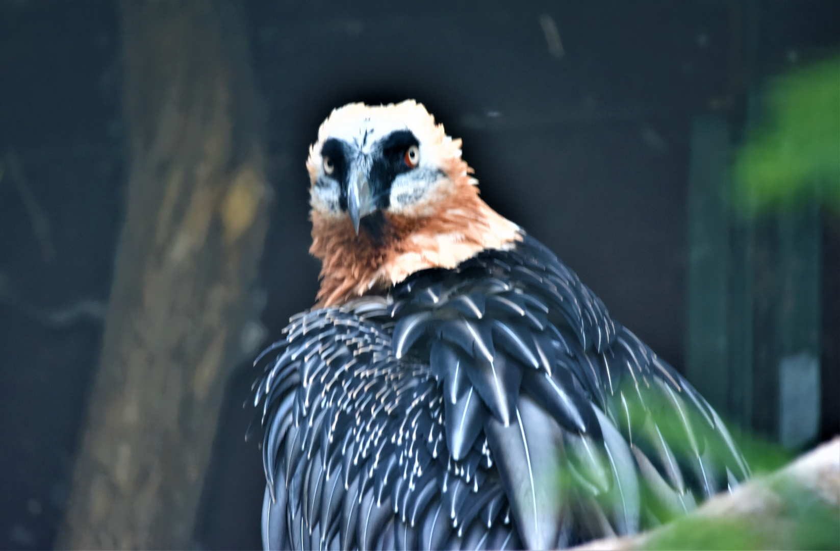 Geier. Foto & Bild | tiere, zoo, wildpark & falknerei, vögel Bilder auf ...