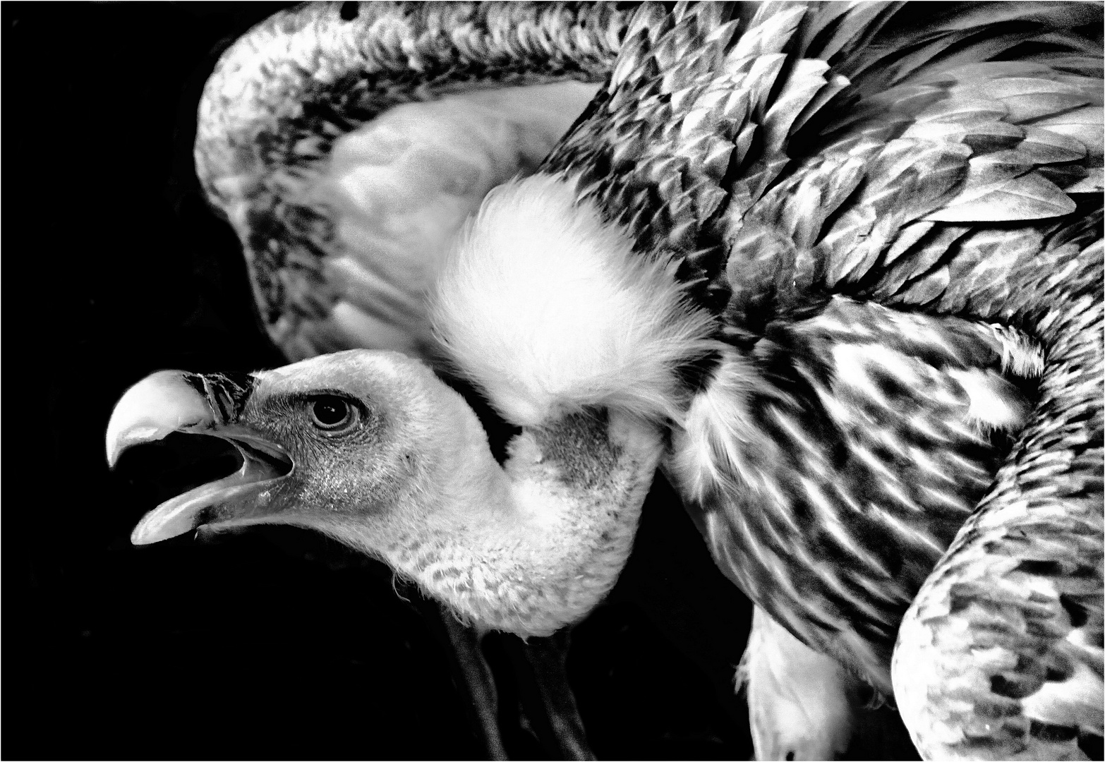 geier..... Foto & Bild | tiere, wildlife, wild lebende vögel Bilder auf ...