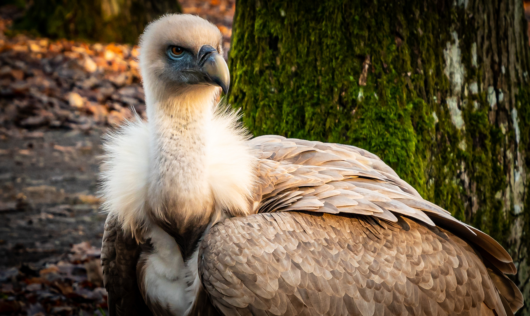 Geier (Gänsegeier) Foto & Bild | tiere, zoo, wildpark & falknerei ...