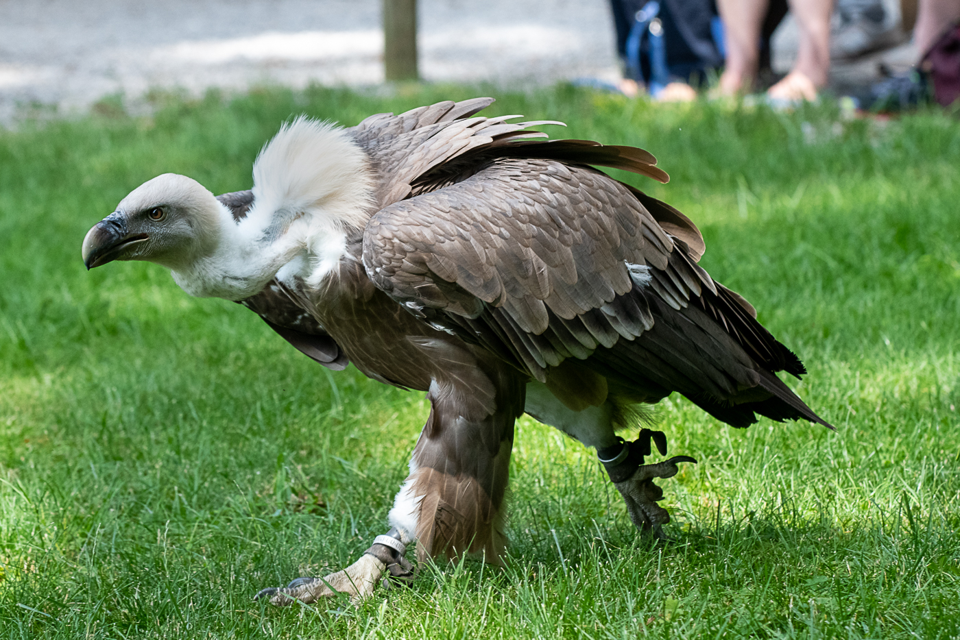 Geier gelandet Foto & Bild | tiere, zoo, wildpark & falknerei, vögel ...