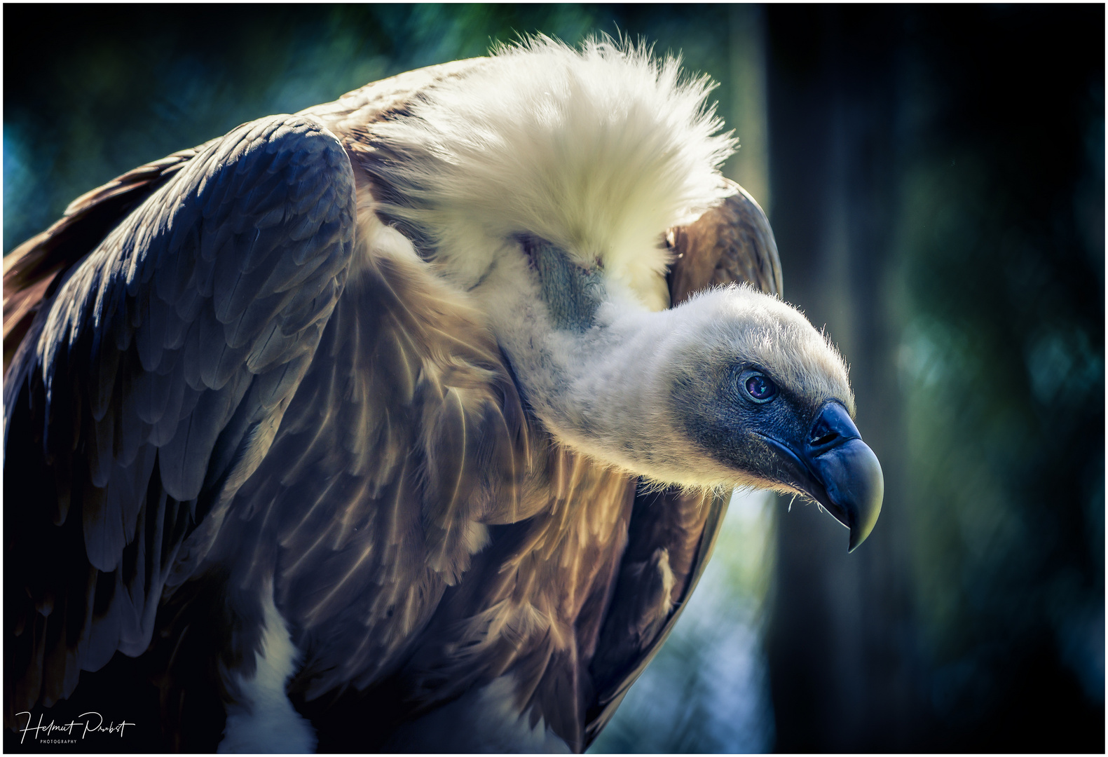 Geier im Gegenlicht Foto & Bild | tiere, zoo, wildpark & falknerei ...