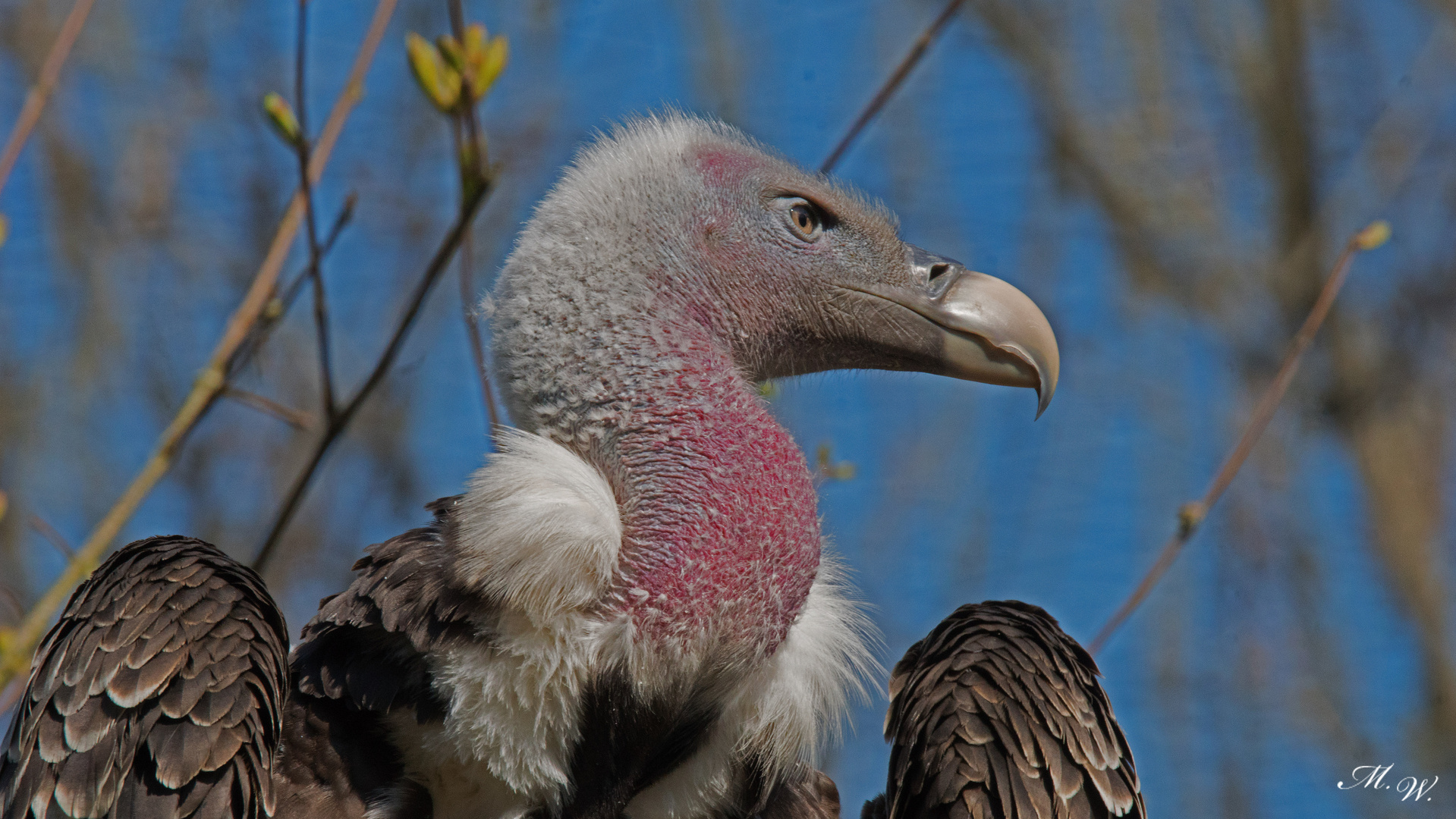 Geier im Profil Foto & Bild | zoo, tiere, greifvögel Bilder auf ...