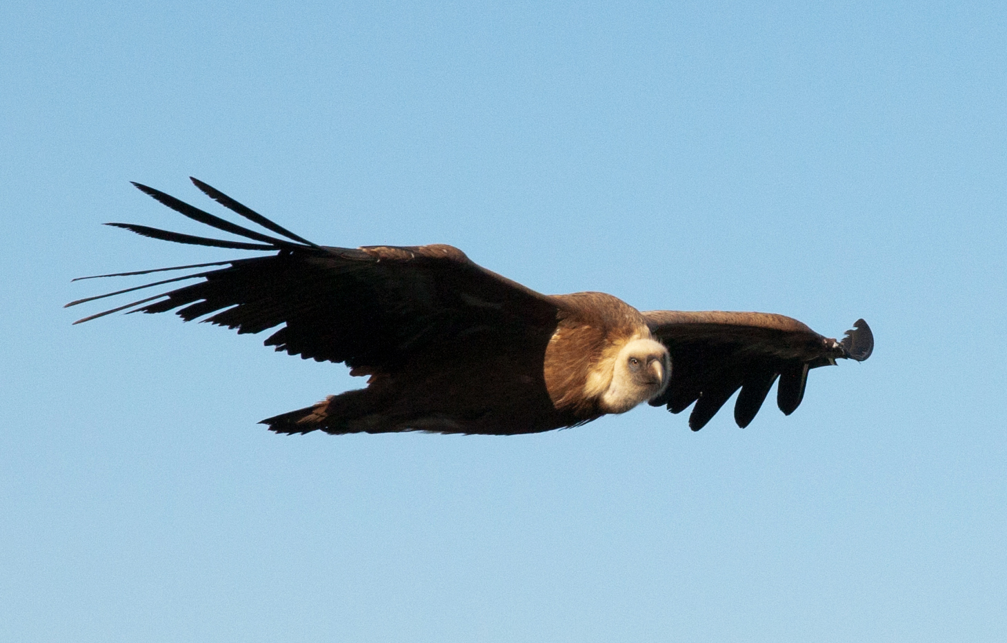 Geier in der Verdon-Region Foto & Bild | tiere, wildlife, natur Bilder ...