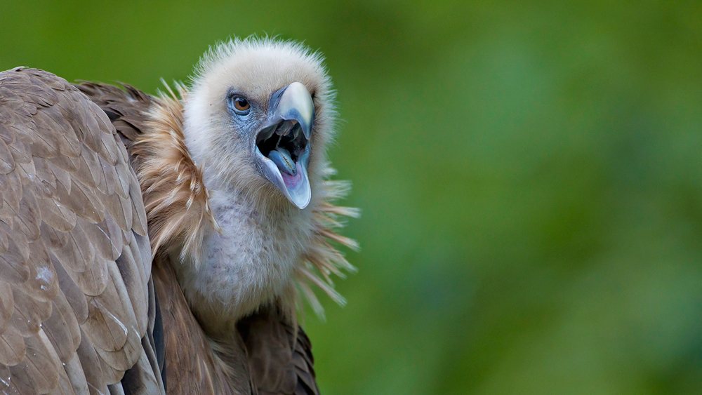 geier in duisburg Foto & Bild | tiere, zoo, wildpark & falknerei, vögel ...