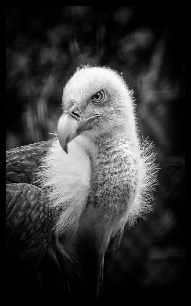Geier in SW Foto & Bild | tiere, tierdetails, natur Bilder auf ...