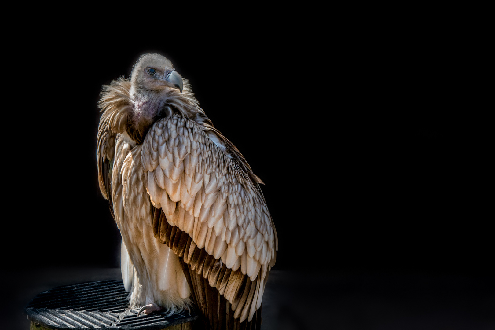 Geier-Model Foto & Bild | tiere, zoo, wildpark & falknerei, vögel ...