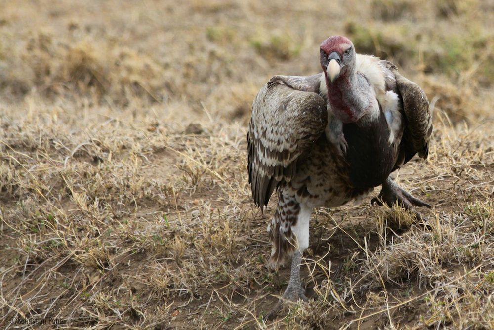 Geier nach Mahlzeit Foto & Bild | tiere, wildlife, wild lebende vögel ...