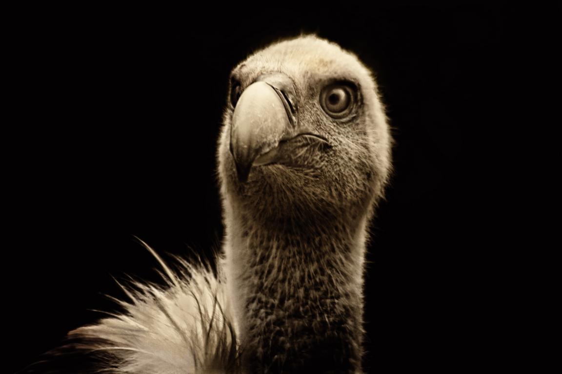 Geier-Portraet Foto & Bild | tiere, zoo, wildpark & falknerei, vögel ...