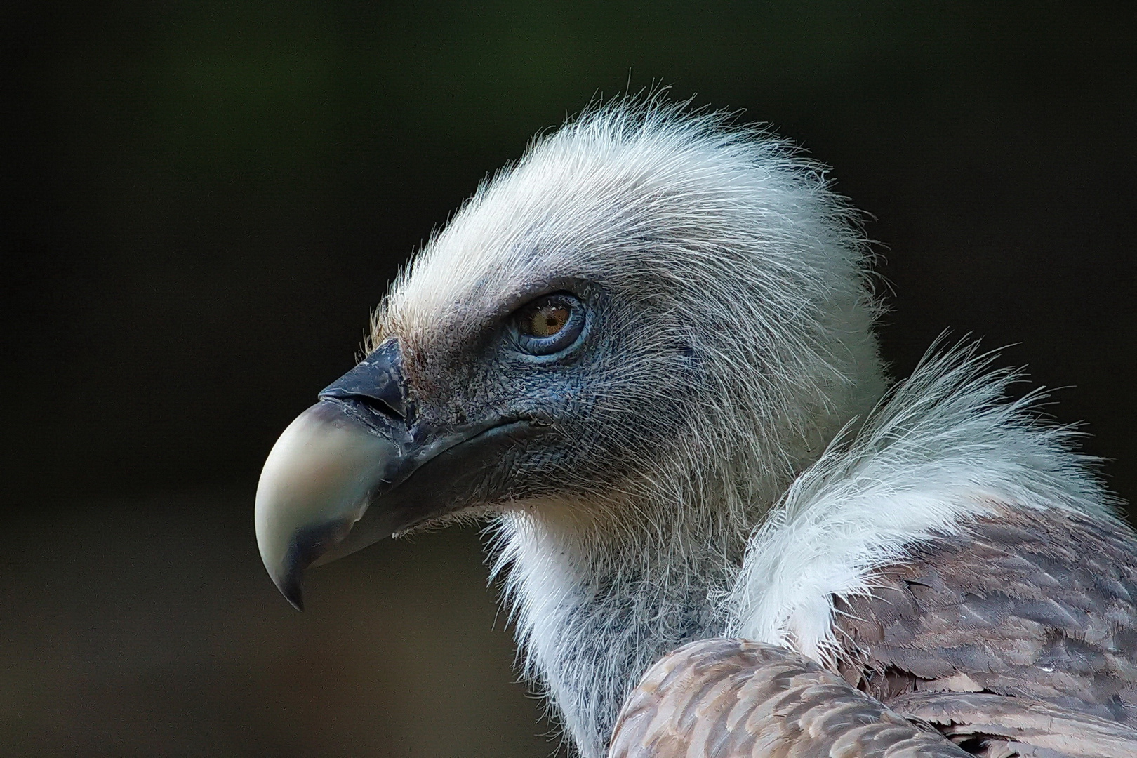 Geier Portrait Foto & Bild | tiere, zoo, wildpark & falknerei, vögel ...