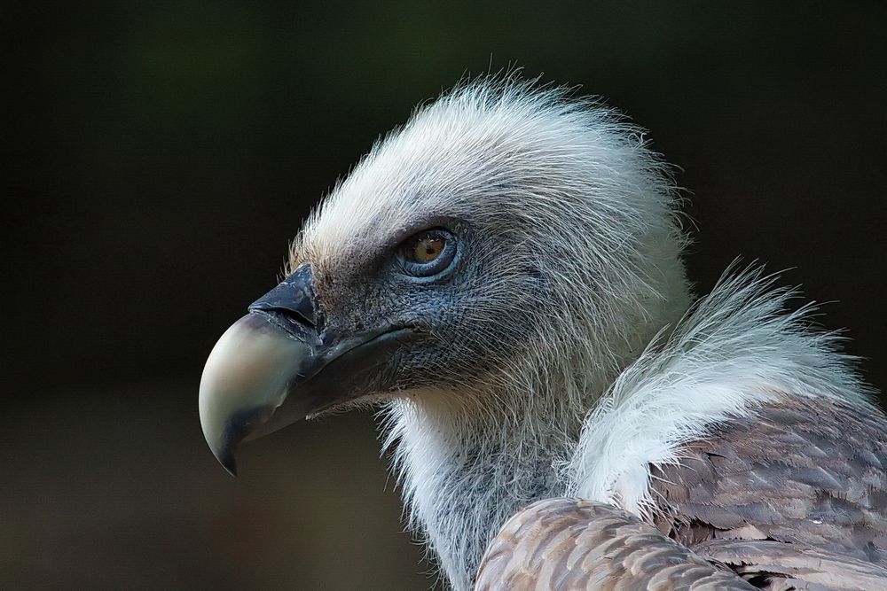 Geier Portrait Foto & Bild | tiere, zoo, wildpark & falknerei, vögel ...