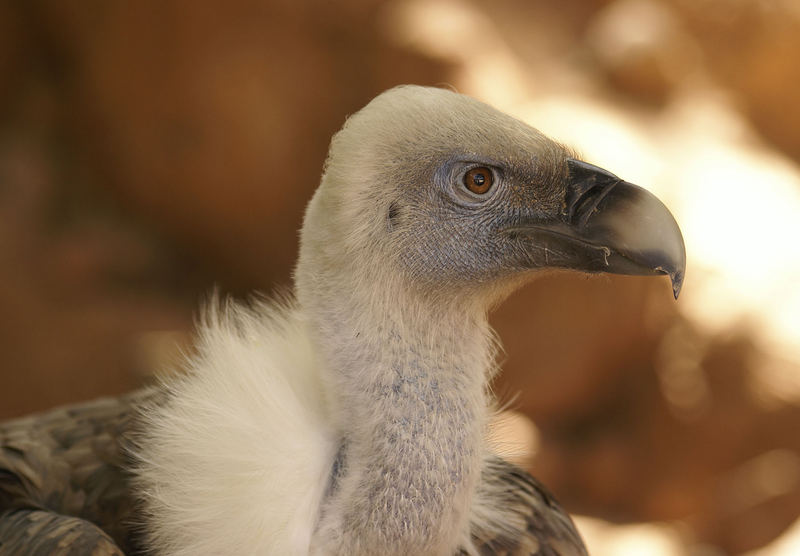 Geier-Portrait Foto & Bild | tiere, zoo, wildpark & falknerei, vögel ...