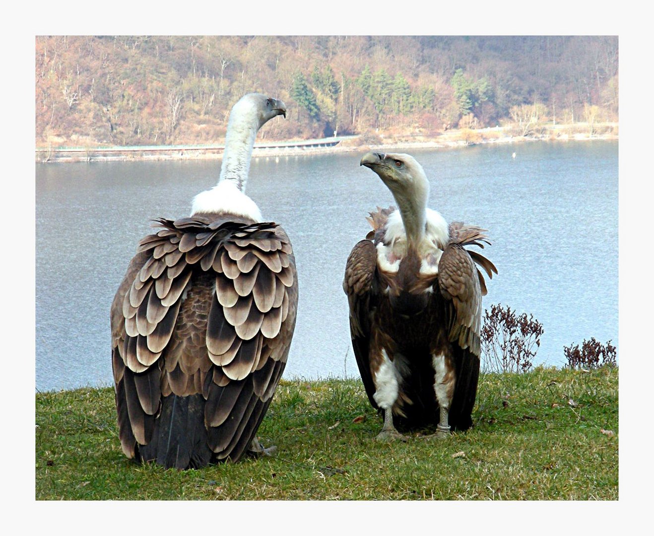 Geier und Pleitegeier Foto & Bild | tiere, zoo, wildpark & falknerei ...