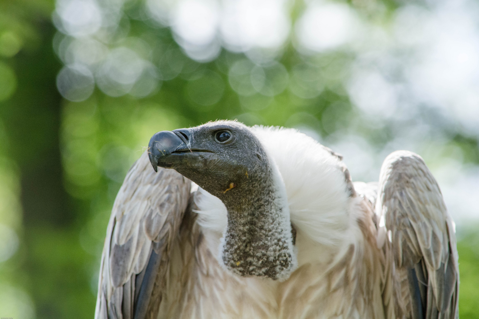Geier(3) Foto & Bild | natur, tiere, vögel Bilder auf fotocommunity