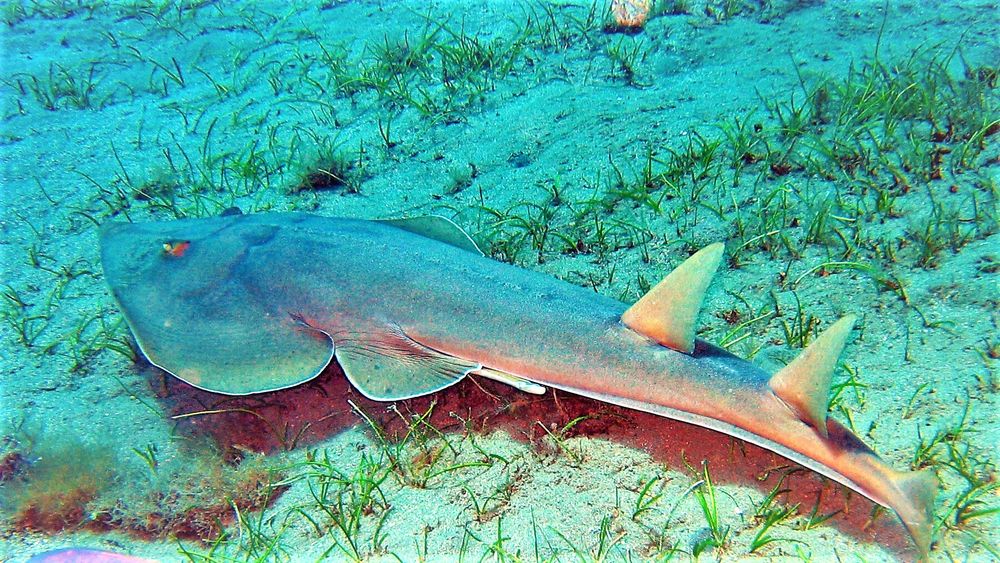 Geigenrochen Foto & Bild | world, natur, afrika Bilder auf fotocommunity