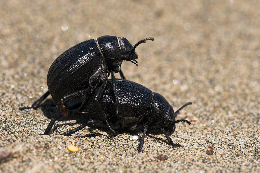 geile(r) Käfer Foto & Bild | tiere, wildlife, insekten Bilder auf ...
