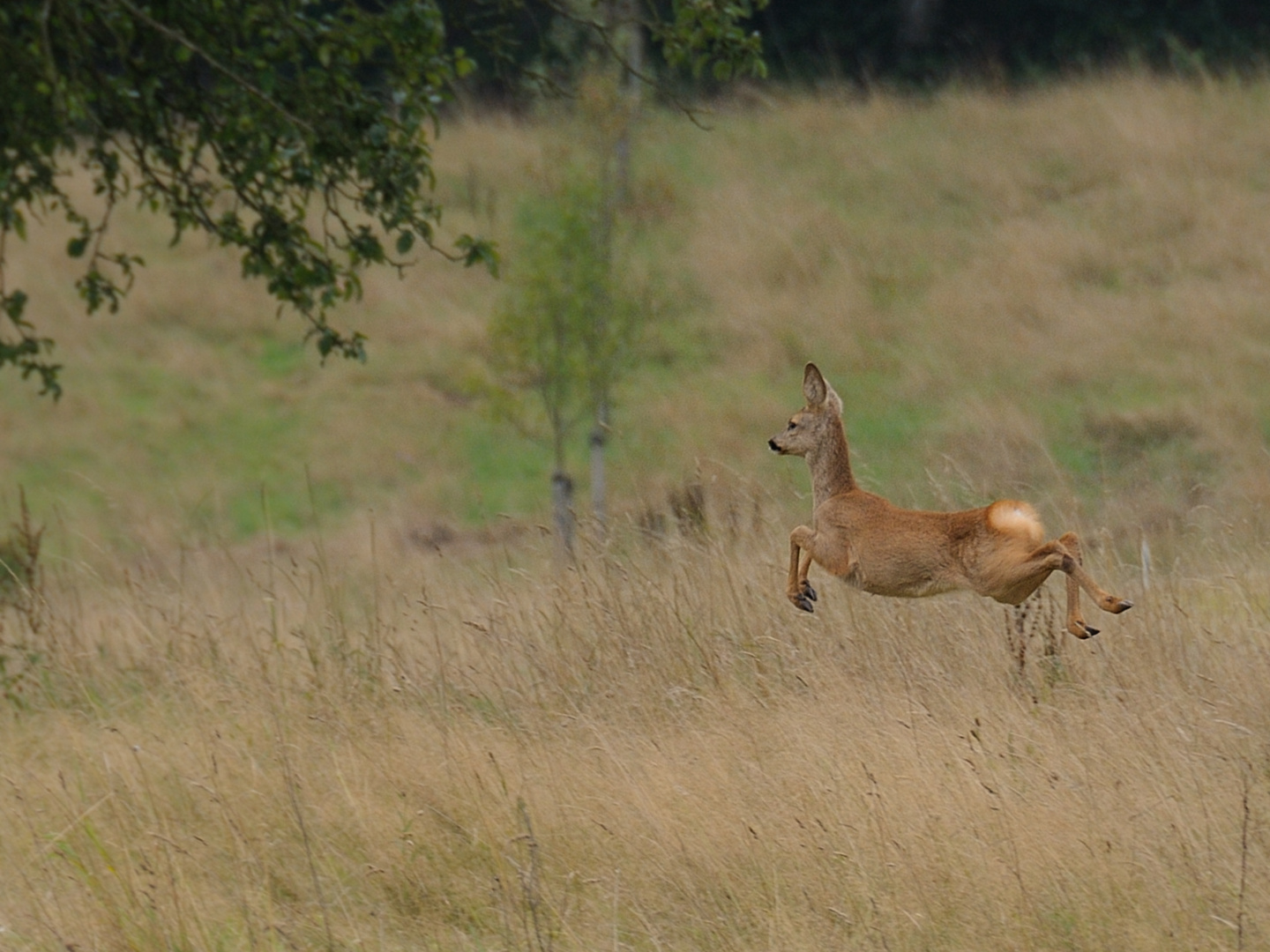 *Geiß im Sprung* Foto & Bild | tiere, wildlife, säugetiere Bilder auf ...