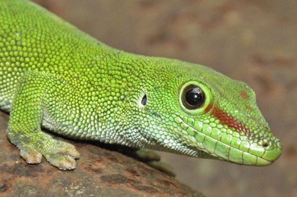 geko47 - Fotos & Bilder - Fotograf aus Brütten, Schweiz | fotocommunity