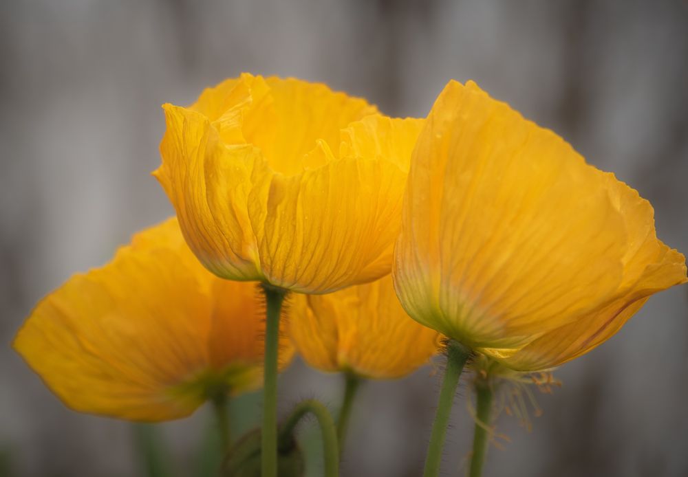 Gelb Foto & Bild | gelb - colorfoto 1 23 , jury-voting "gelb", blumen ...