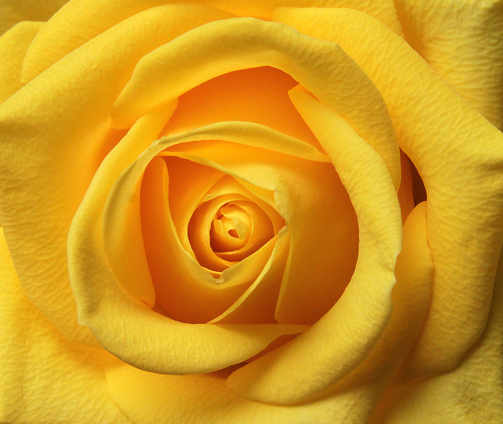 gelb Foto & Bild | pflanzen, pilze & flechten, natur Bilder auf ...