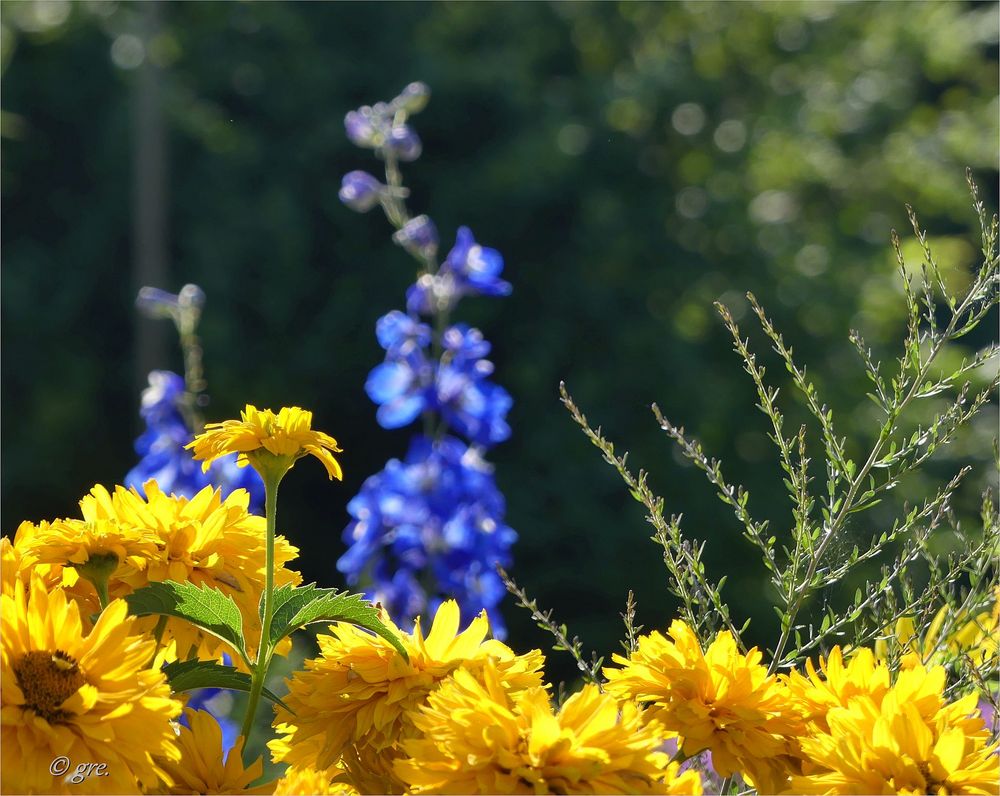 Gelb - Blau Foto & Bild | sommer, natur, farben Bilder auf fotocommunity