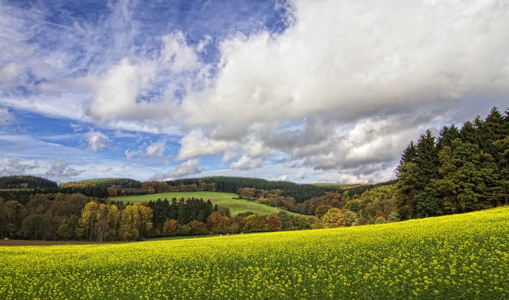 Gelb blüht der Senf Foto & Bild | landschaft, Äcker, felder & wiesen ...