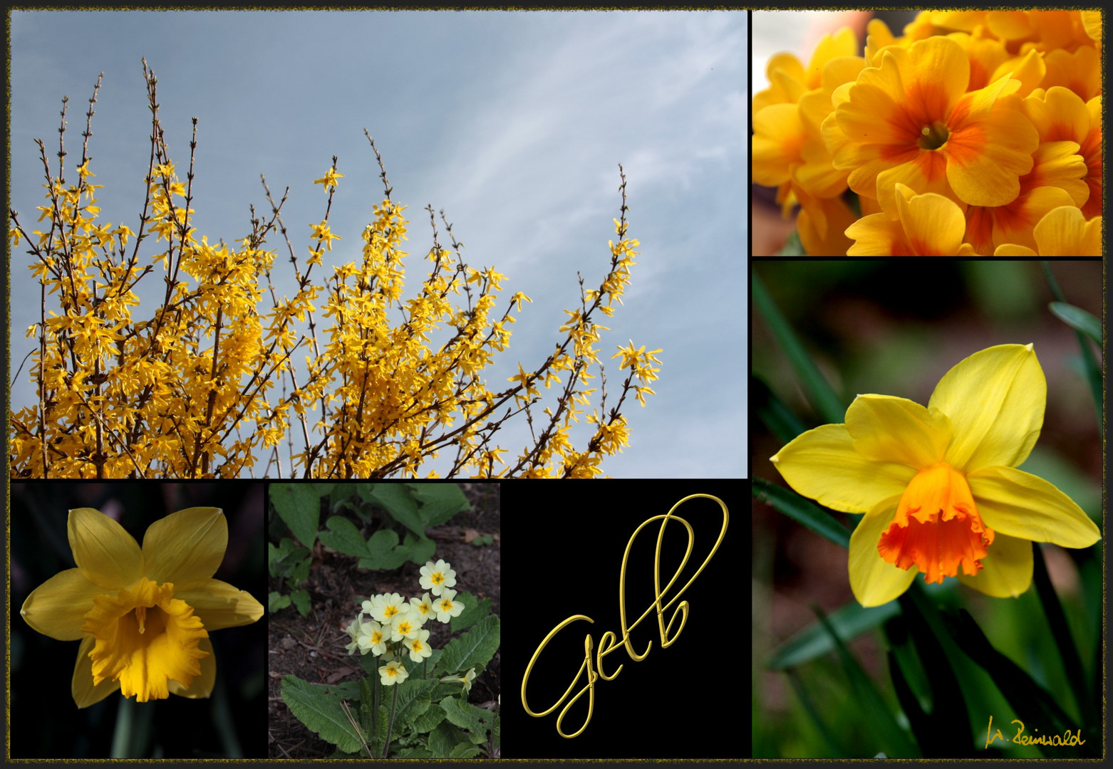 gelb... Foto & Bild | jahreszeiten, frühling, blumen pflanzen Bilder ...