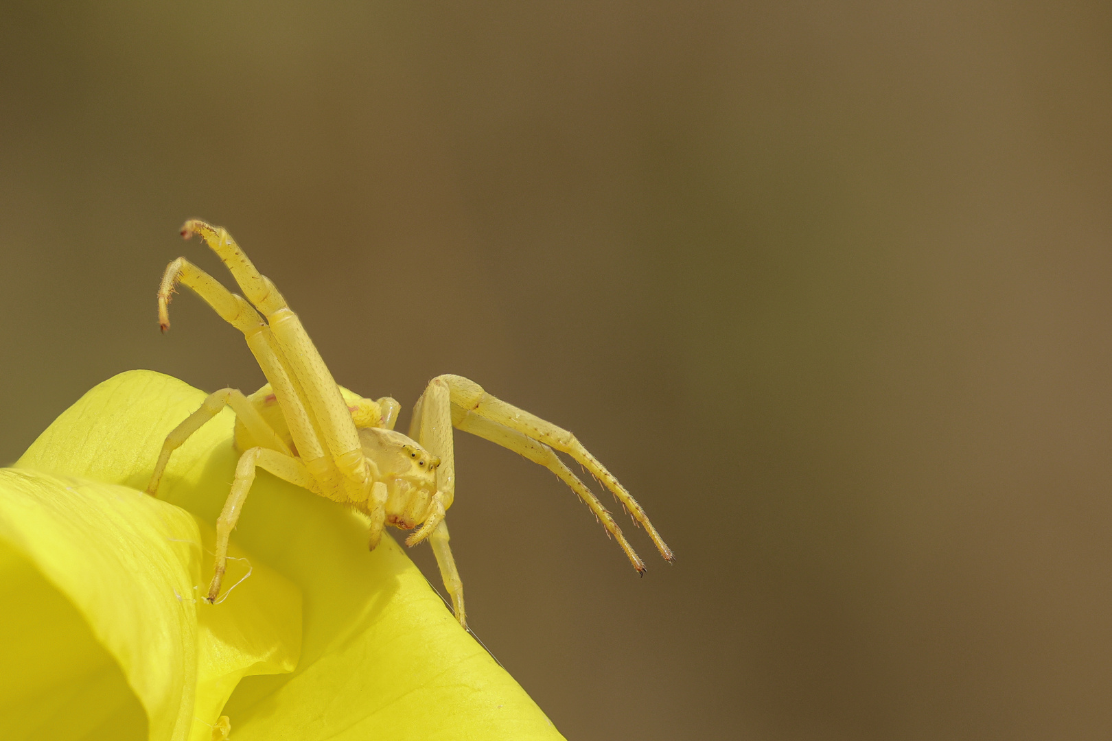 Gelb ist auch ne schöne Farbe Foto & Bild | tiere, wildlife, spinnen ...