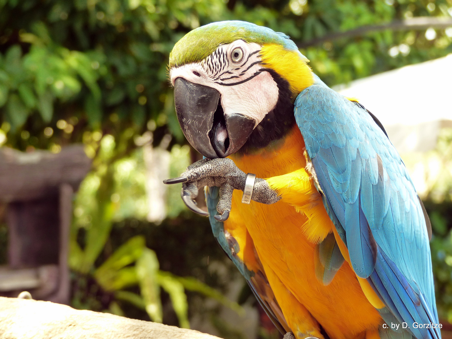 Gelbbrustara (Ara ararauna) ! Foto & Bild | fotos, natur, zoo Bilder auf fotocommunity