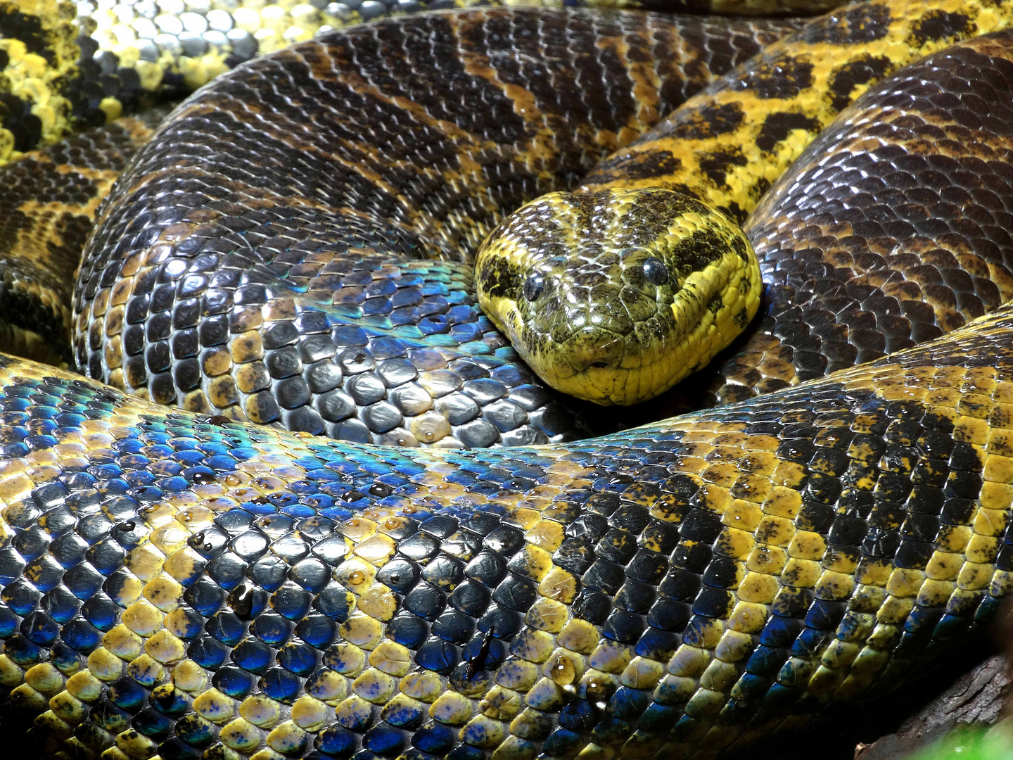 Gelbe Anakonda (Zoo Neuwied) Foto & Bild | tiere, neuwieder zoo, natur ...